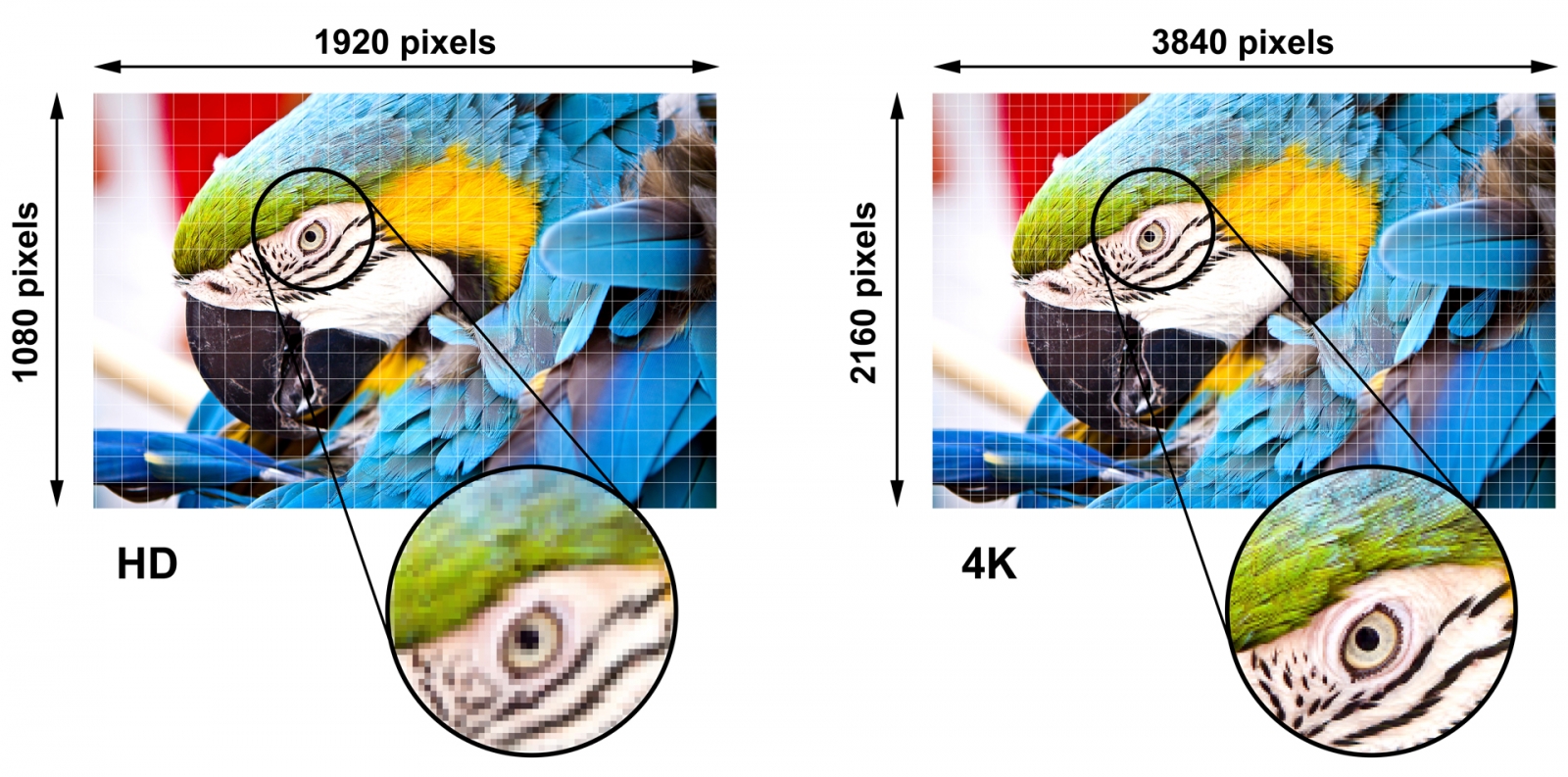 4K UHD Technology: Applications Across Vertical Markets | RGB Spectrum